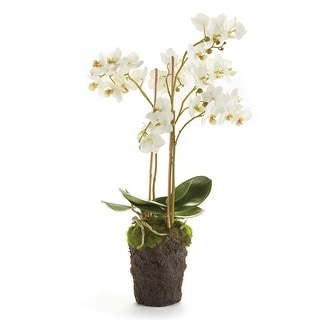 Phalaenopsis Orchid Drop-In 20" - White - Bed Bath & Beyond - 37624228