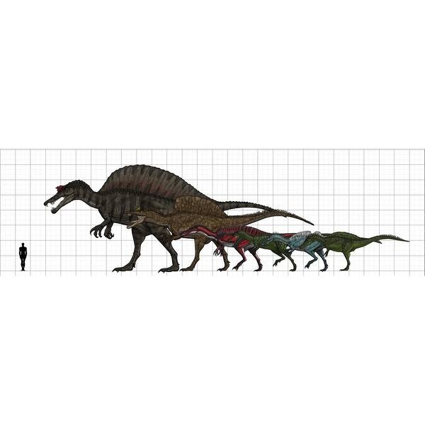 irritator size