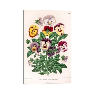 iCanvas "Viola Tricolor (Love-In-Idleness)" by Abraham Jacobus Wendel ...