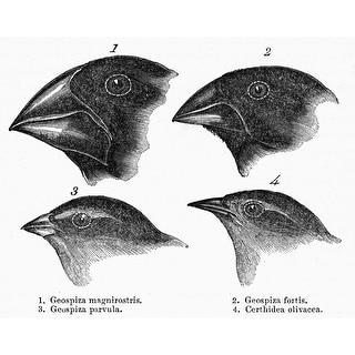 Darwin Galapagos Finches. /Nthe Page From A 19Th Century Edition Of ...