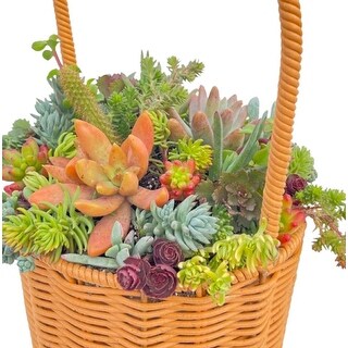2''–3'' Multi-Color Succulent Plants in Yellow Round Flower Basket ...
