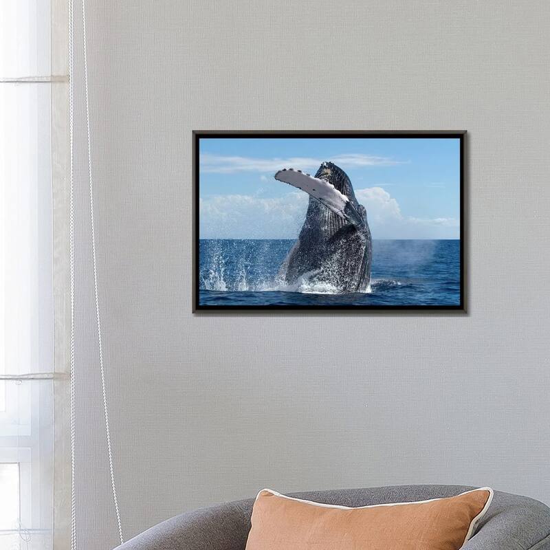 iCanvas "Humpback Whale Breaching, Humpback Whale National Marine ...