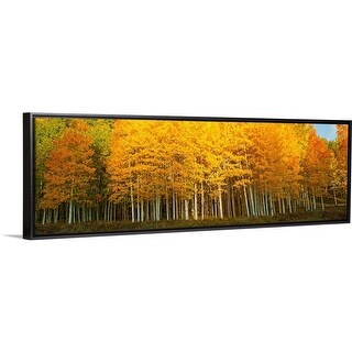"Aspen trees in autumn, Last Dollar Road, Telluride, Colorado" Black ...