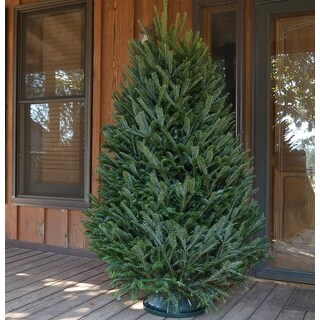 Real Fraser Fir 6' to 7' Tall Fresh Cut Christmas Tree - Green - Bed ...