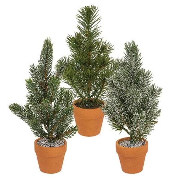 dwarf pine trees for pots