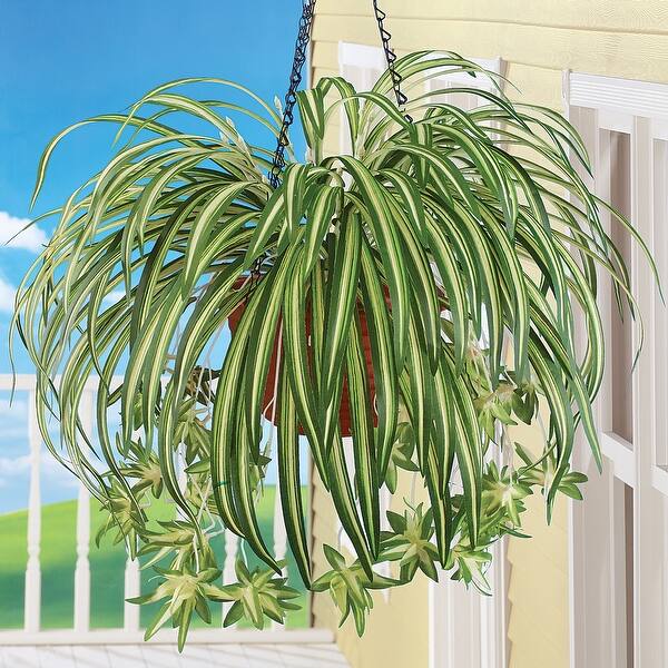 Realistic-Looking Hanging Spider Plant Bushes - Set of 3 - 19.000 x 8. ...