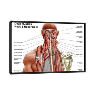 iCanvas "Human Anatomy Showing Deep Muscles In The Neck And Upper Back ...