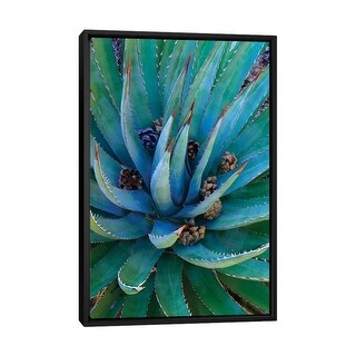 iCanvas "Agave Plants With Pine Cones, North America" by Tim Fitzharris ...