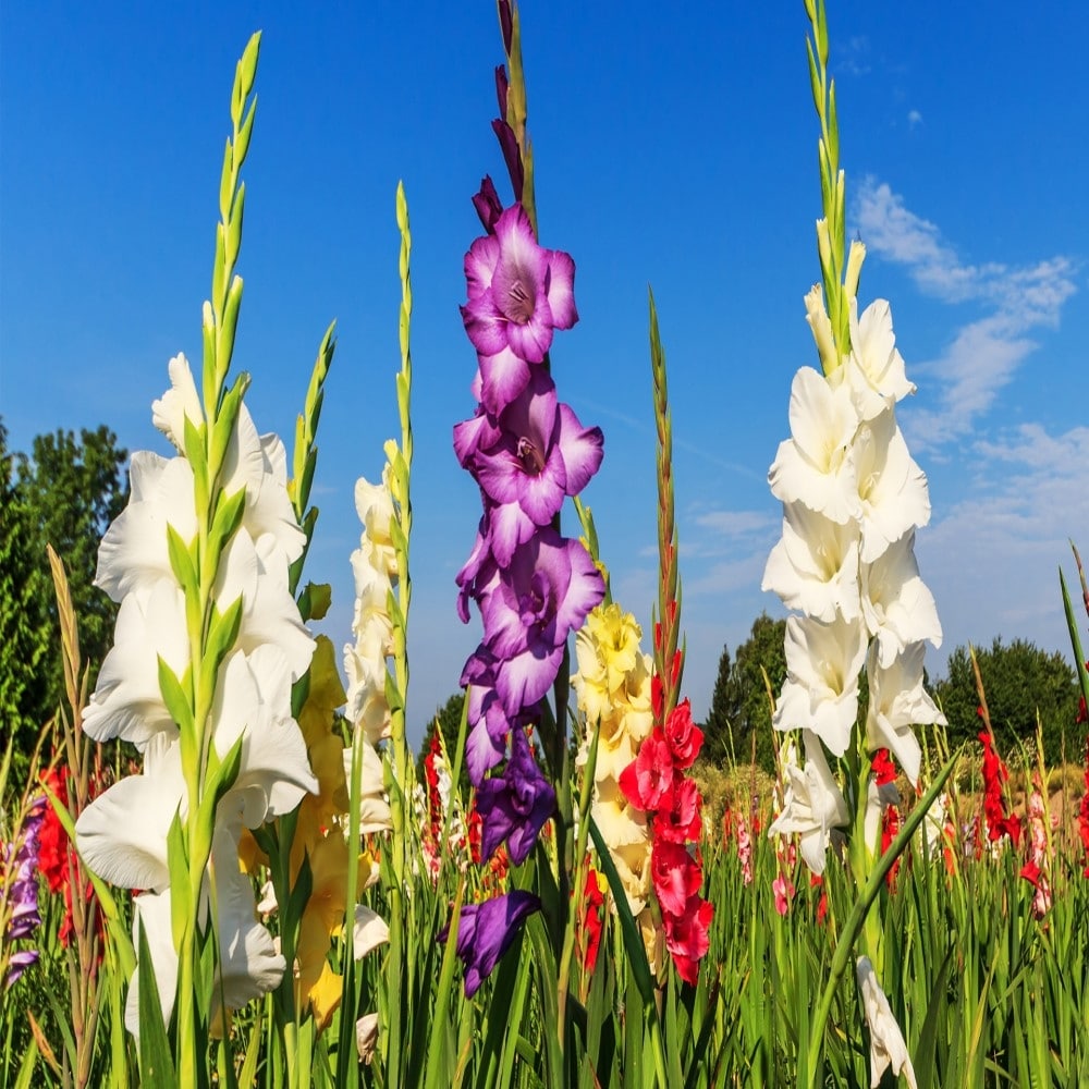 mixed gladiolus