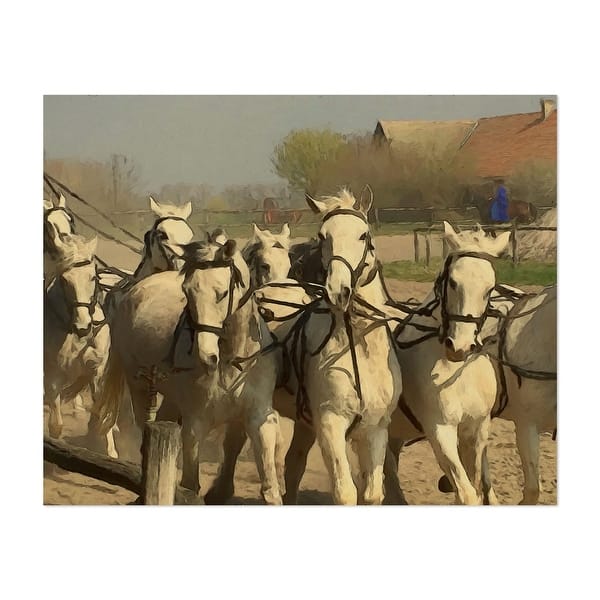 Kalocsa Hungary Hungarian Half Bred Horses Animals Art Print/Poster ...