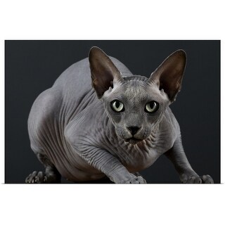"Hairless Cat" Poster Print - Multi - Bed Bath & Beyond - 16472239