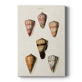 Cone Shell Collection IV Premium Gallery Wrapped Canvas - Ready to Hang ...