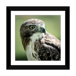 iCanvas "Red Tailed Hawk At Rest" by Colin Kemp Photography PFA - Bed ...