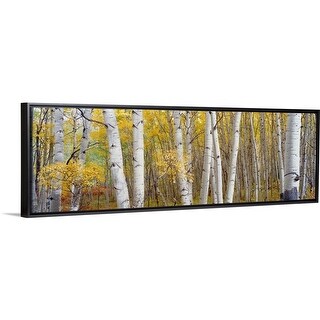 "Aspen trees in a forest, Colorado" Black Float Frame Canvas Art - Bed ...