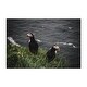 Mykines Faroe Islands Angry Puffins Photography Art Print/Poster - Bed ...