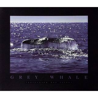 ''Whale Tale'' by Bob Talbot Photography Art Print (24 x 28 in.) - Bed ...