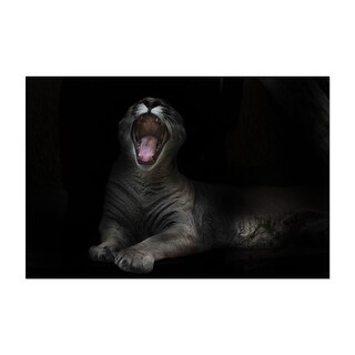A voracious puma female opens in a cry Photography Art Print/Poster ...