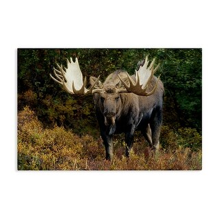 Stupell Bull Moose Face Off Canvas Wall Art Design By Shane Lamb - Bed ...