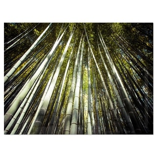 Long Bamboos in Bamboo Forest - Forest Glossy Metal Wall Art - Bed Bath ...