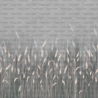 Serene Reed Grass Wallpaper Mural Soft Neutral Tones - Bed Bath ...