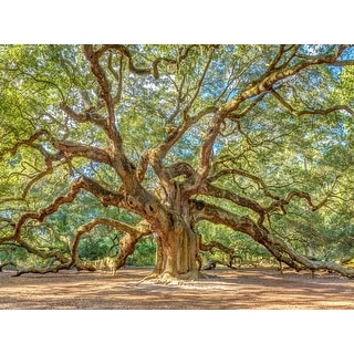 Color Aged Tree Canvas Print - Bed Bath & Beyond - 35611137