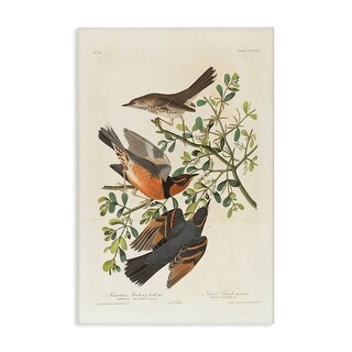 Stupell Classic Audubon Bird Study Canvas Wall Art Design By ...