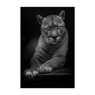 The question is in the eyes of a languid female Lion Art Print/Poster ...