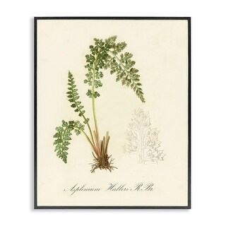 Stupell Scientific Fern Study Framed Giclee Art Design By Tina Higgins ...