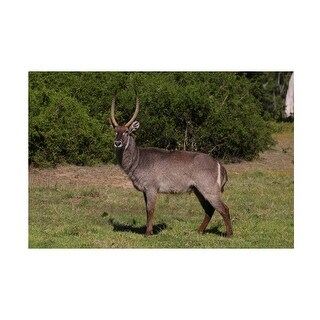 Bob Langrish 'Waterbuck 2' Canvas Art - Bed Bath & Beyond - 39538291