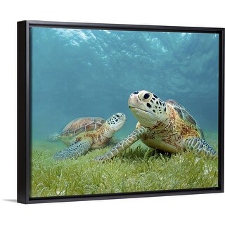 "Green sea turtles in the Peninsula of Yucatan, Mexico" Black Float ...