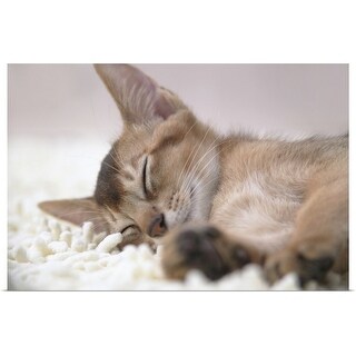 "Abyssinian cat sleeping" Poster Print - Multi - Bed Bath & Beyond ...