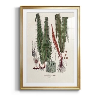 Botanical Society Ferns IV Premium Framed Print - Ready to Hang - Bed ...