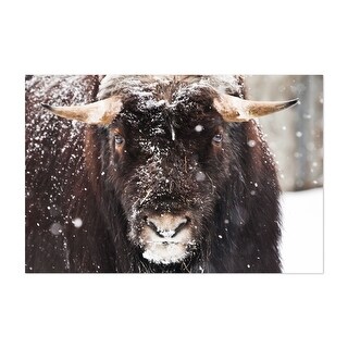Muzzle close up musk oxen Photography Animals Bull Art Print/Poster ...