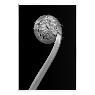 Stupell Fiddlehead Fern on Black Wall Plaque Art Design by Tina Leto ...