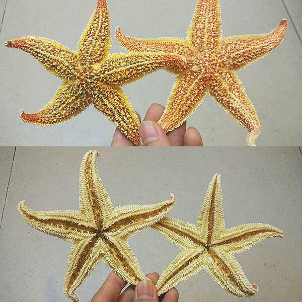 dried starfish