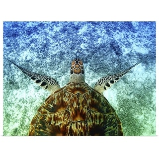 "Turtle from Above" Poster Print - Multi - Bed Bath & Beyond - 16482571