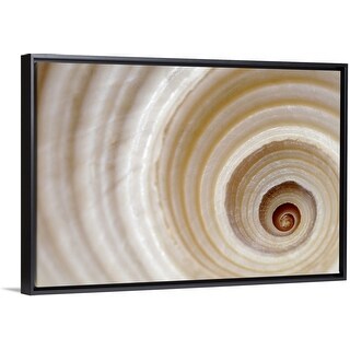 "Close-up of an animal shell" Black Float Frame Canvas Art - Bed Bath ...