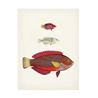 Unknown 'Colorful Tropical Fish II' Canvas Art - Bed Bath & Beyond ...