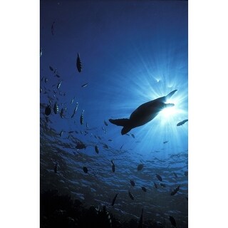 View Looking Up Towards Shaft Of Light Silhouette Of Turtle And Fish In ...