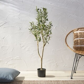 Olive Tree with Slender Branches, Live Indoor Plant with Silver Green ...