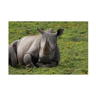 Bob Langrish 'White Rhinoceros 6' Canvas Art - Bed Bath & Beyond - 39539125