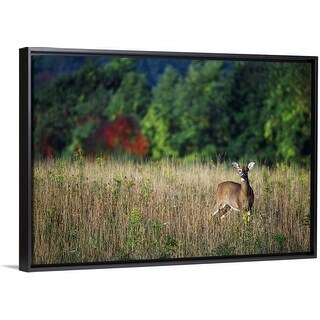 "Young whitetail spike buck in autumn color meadow." Black Float Frame ...