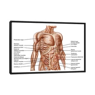 iCanvas "Anatomy Of Human Abdominal Muscles" by Stocktrek Images Framed ...