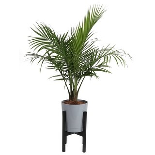 Live Indoor 3-4 FT. Tall Green Majesty Palm Tree; Bright, Indirect ...