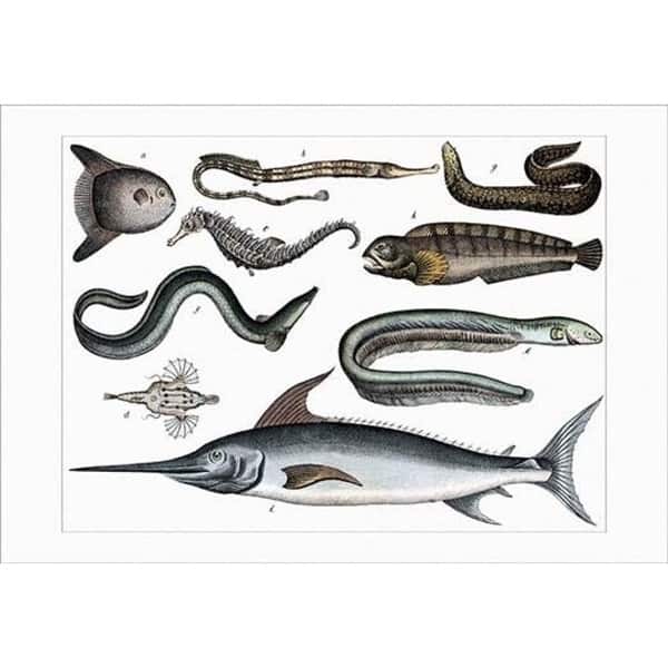 An Assortment Of Sea Creatures With Very Different Body Designs From ...