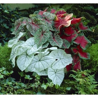 Van Zyverden Caladiums Fancy Leaf Mixed Set of 12 Bulbs - Bed Bath ...