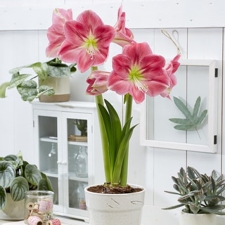 Van Zyverden Amaryllis African Candy Floss Set of 1 Bulb - Bed Bath ...