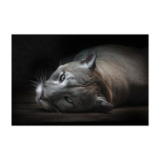 A powerful puma lies lazy but dangerous Photography Art Print/Poster ...
