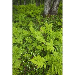 Wood Ferns (Dryopteris Dilatata) And Bunch Berry (Cornus Canadenis ...