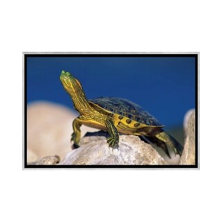 iCanvas "Yellow-Bellied Slider Turtle, North America" by Tim Fitzharris ...